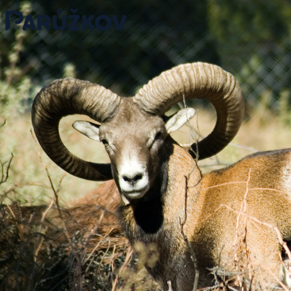 Mufloní maso pro psy :: Parůžkov - největší výběr parůžků pro psy v ČR